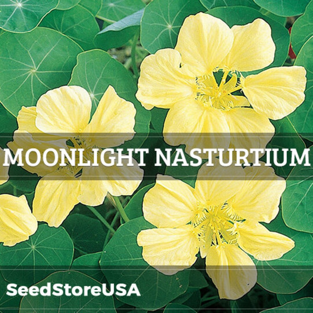 Moonlight Nasturtium Seeds | Tropaeolum Lobbianum | Non-gmo | Flower ...