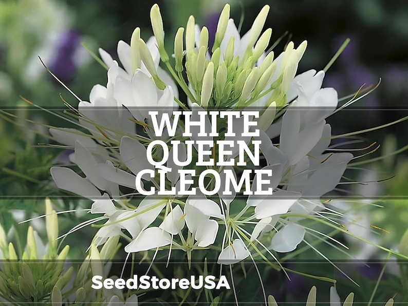 White Queen Cleome Seeds | Cleome Hassleriana | Non-gmo | Flower Seeds ...