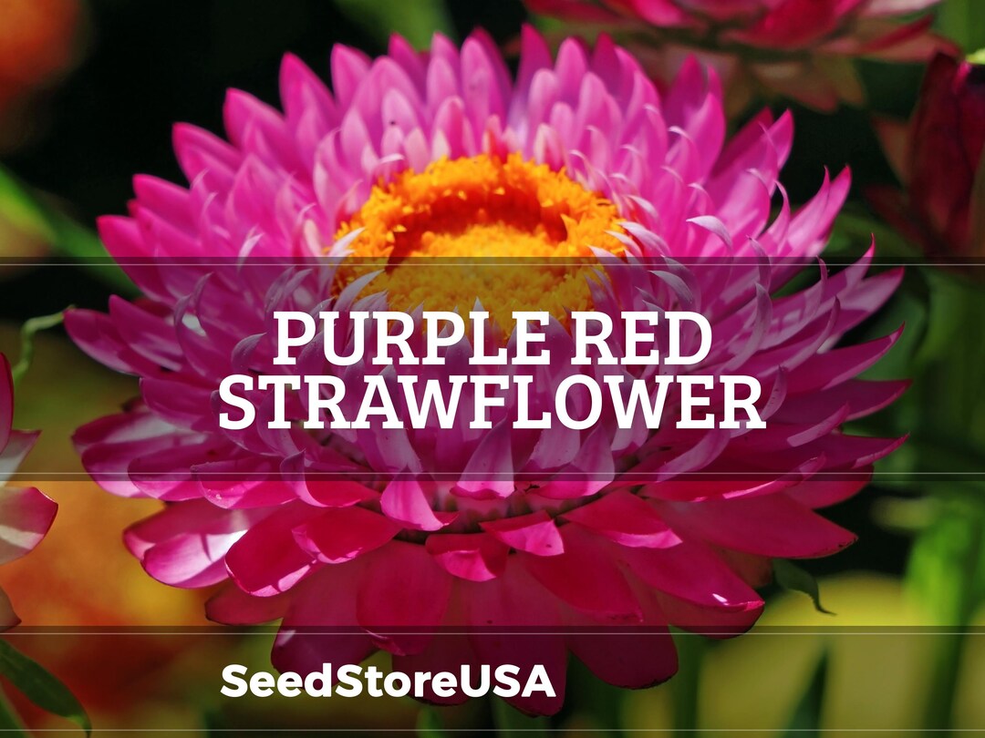 Purple Red Strawflower Seeds | Helichrysum Bracteatum | Non-gmo ...