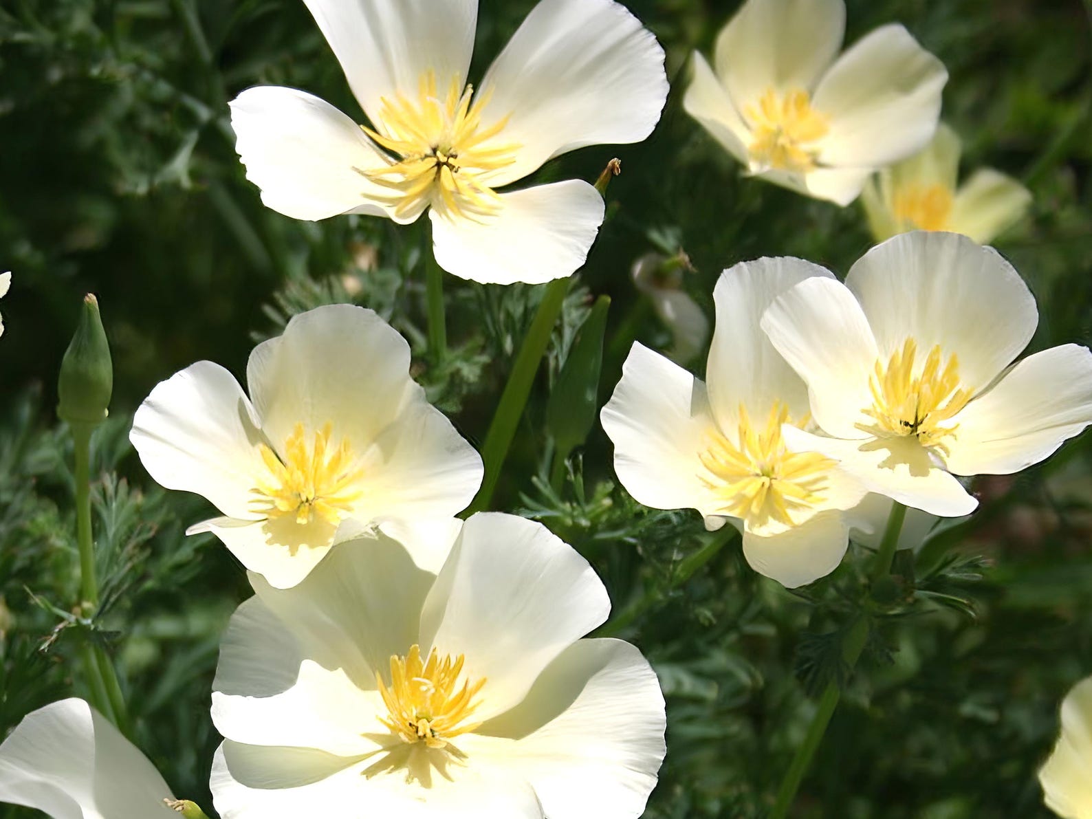 White Linen California Poppy Seeds | Eschscholzia Californica | Non-gmo ...