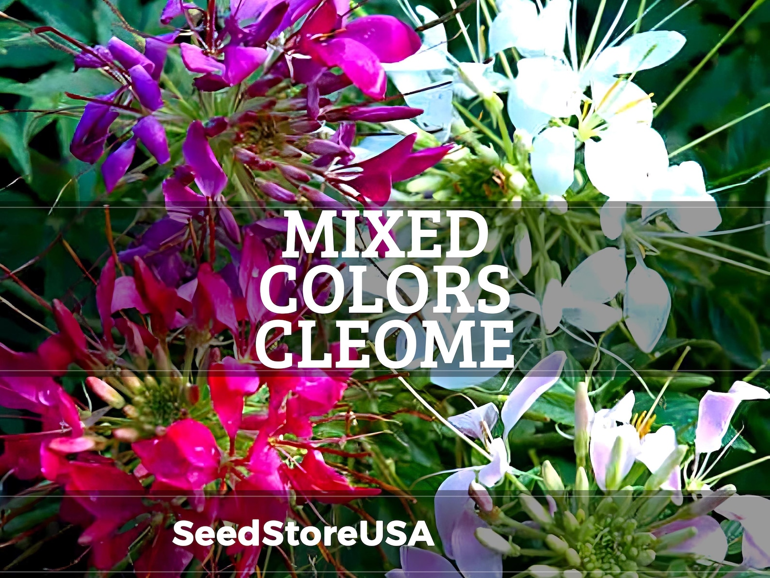 Mixed Colors Cleome Seeds | Cleome Hassleriana | Non-gmo | Flower Seeds ...