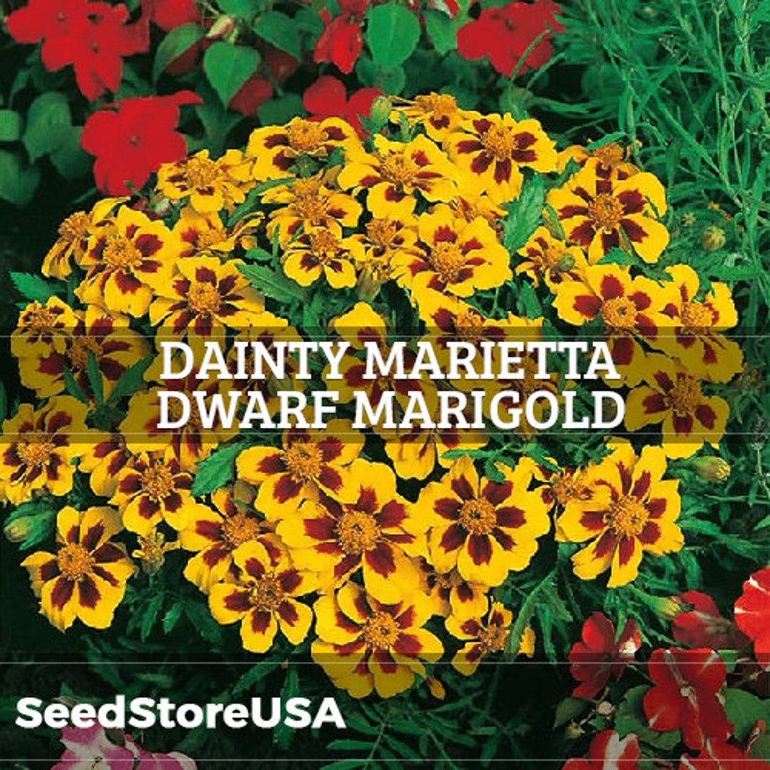 Dainty Marietta Dwarf Marigold Seeds | Tagetes Patula | Non-gmo ...