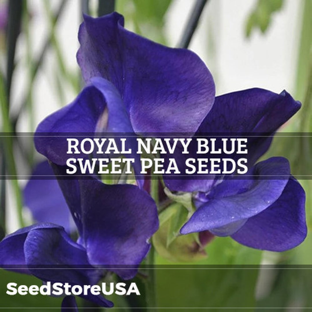 Royal Navy Blue Sweet Pea Seeds | Lathyrus Odoratus | Non-gmo | Flower ...