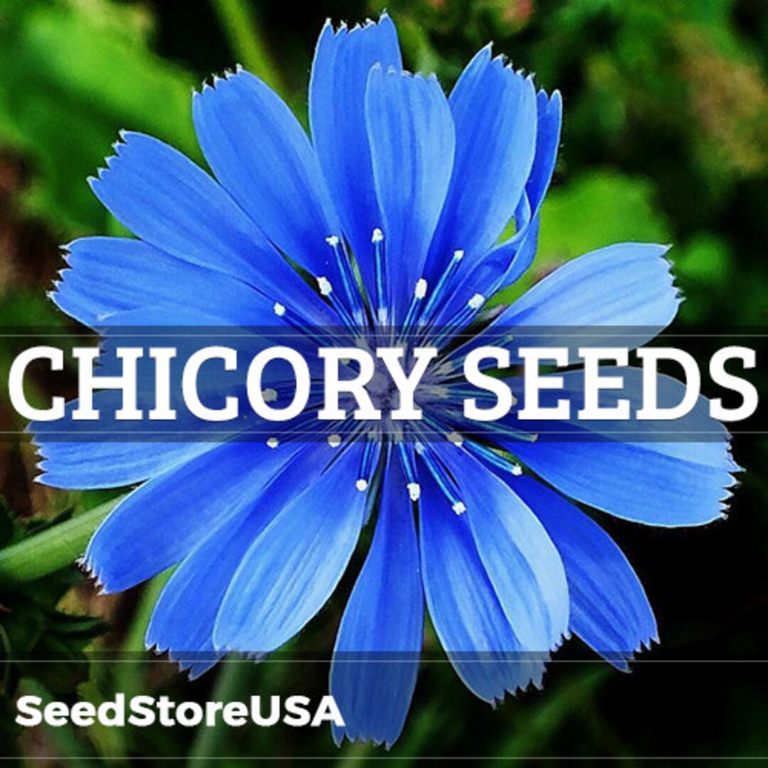 Chicory Seeds | Cichorium Intybus | Non-gmo | Flower Seeds | Seed Store ...