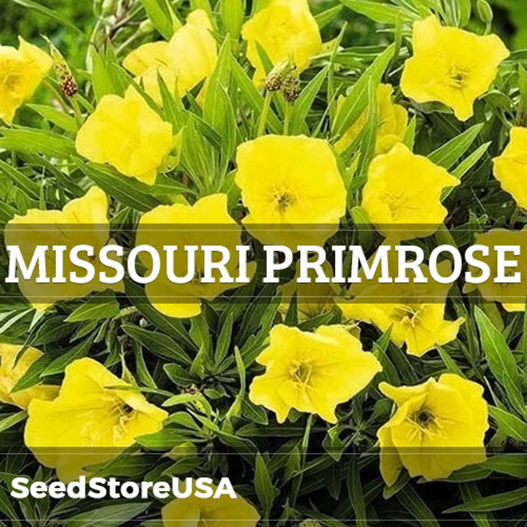 Missouri Yellow Primrose Seeds | Oenothera Macrocarpa | Non-gmo ...