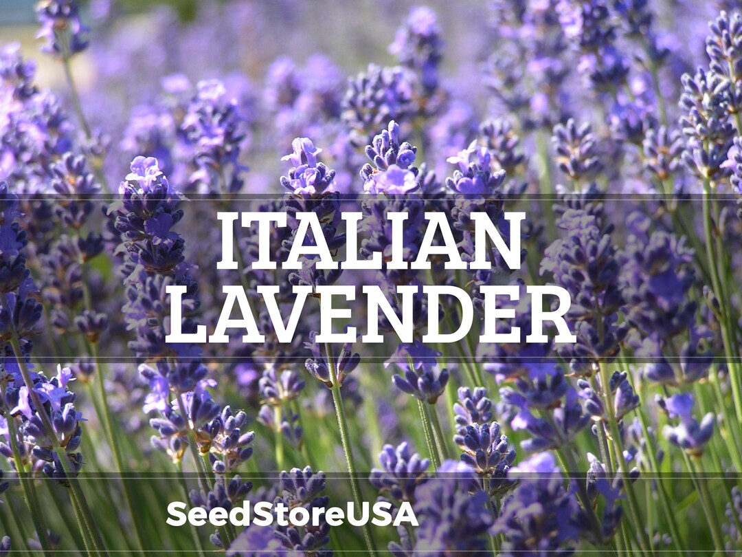 Italian Lavender Seeds | Heirloom - Non-gmo | Lavandula Angustifolia ...