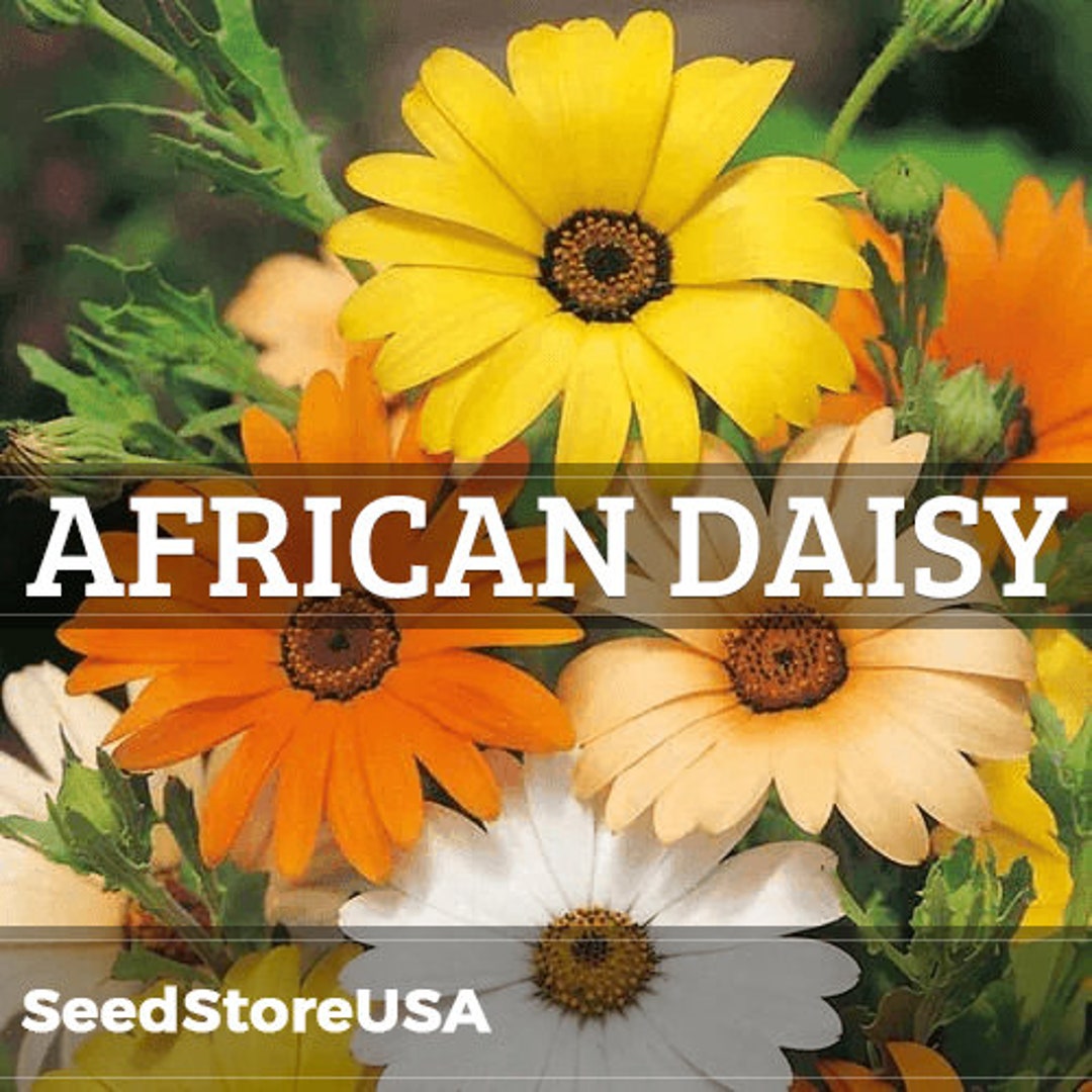 African Daisy Seeds | Dimorphiteca Sinuata | Non-gmo | Flower Seeds ...