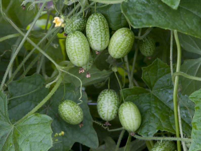 Mexican Sour Gherkin Cucumber Seeds | Cucamelon - Mouse Melon ...