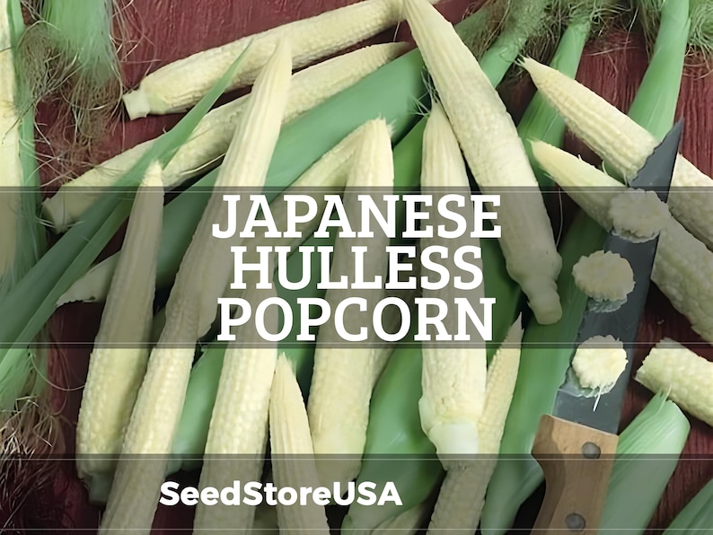Japanese White Hulless Popcorn (baby Corn) Seeds | Heirloom / Non-gmo ...