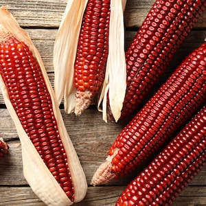 Bloody Butcher Corn Seeds | 1845 Heirloom / Non-gmo | Red Corn | Zea ...