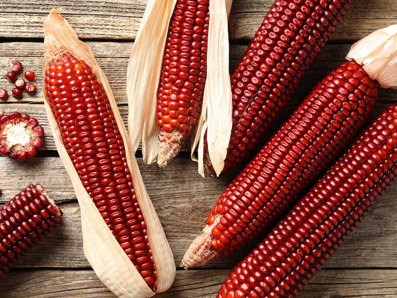 Bloody Butcher Corn Seeds | 1845 Heirloom / Non-gmo | Red Corn | Zea ...