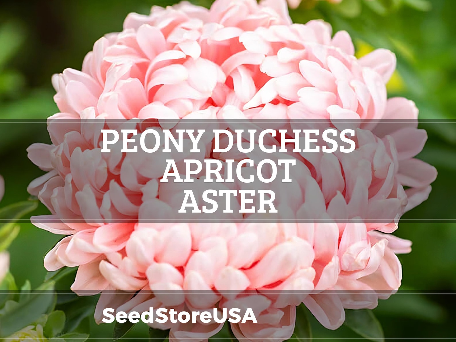 Peony Duchess Apricot Aster Seeds | Callistephus Tall | Non-gmo ...