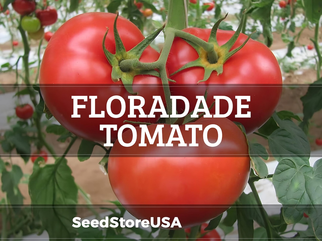 Floradade Tomato Seeds | Heirloom - Non-gmo | Solanum Lycopersicum ...