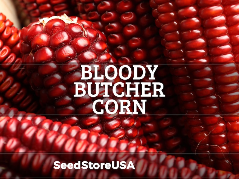 Bloody Butcher Corn Seeds | 1845 Heirloom / Non-gmo | Red Corn | Zea ...