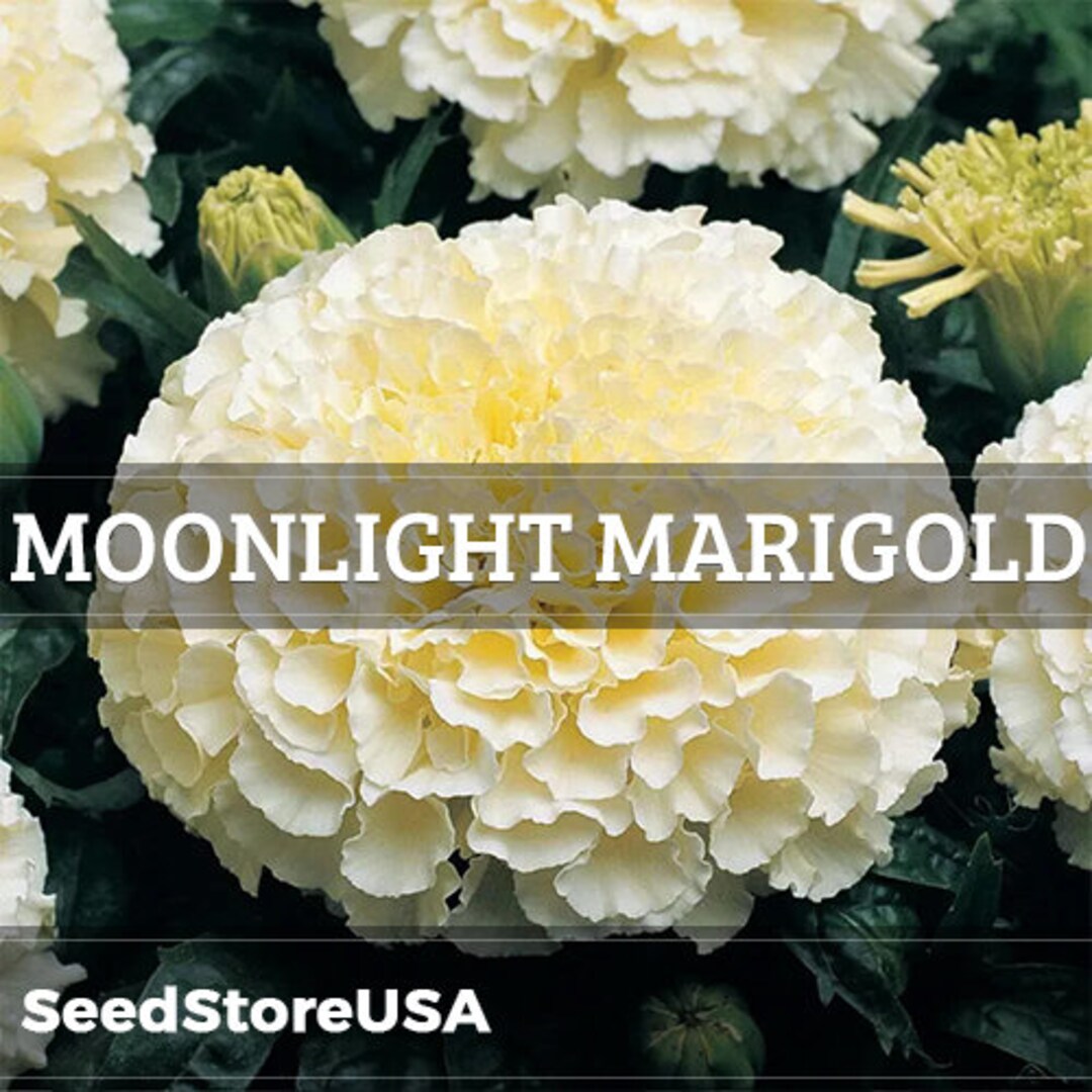 Moonlight Marigold Seeds | Tagetes Erecta | Non-gmo | Flower Seeds ...