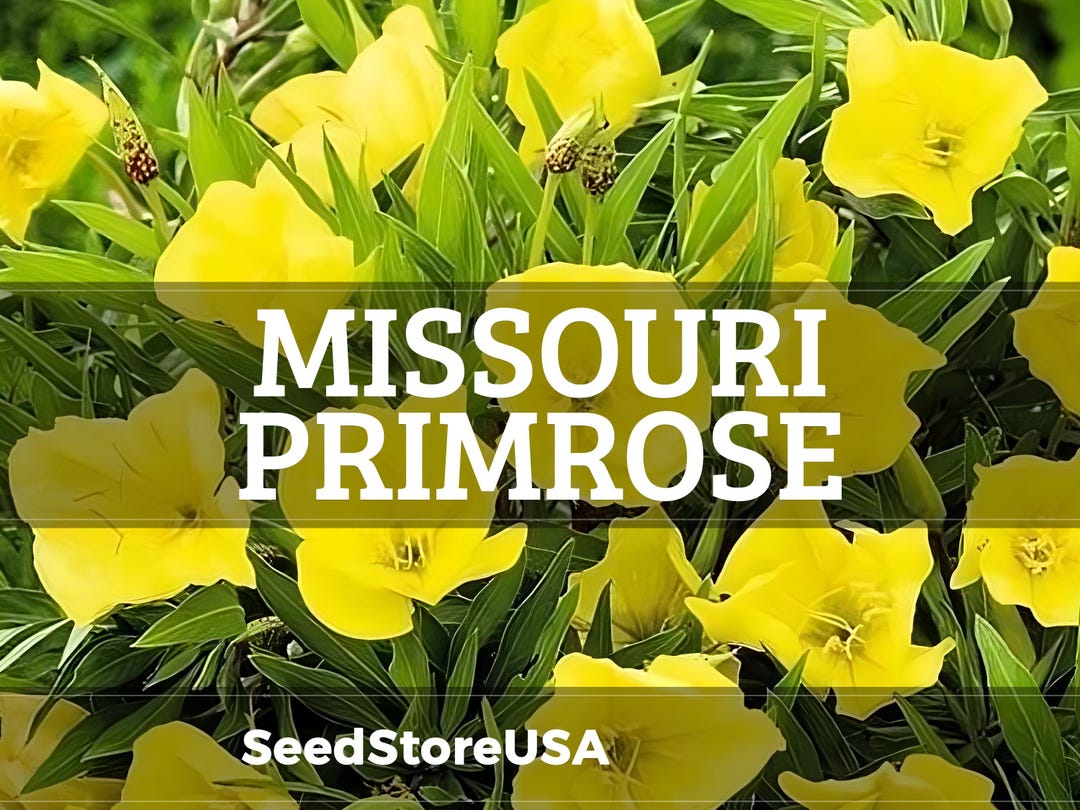 Missouri Yellow Primrose Seeds | Oenothera Macrocarpa | Non-gmo ...