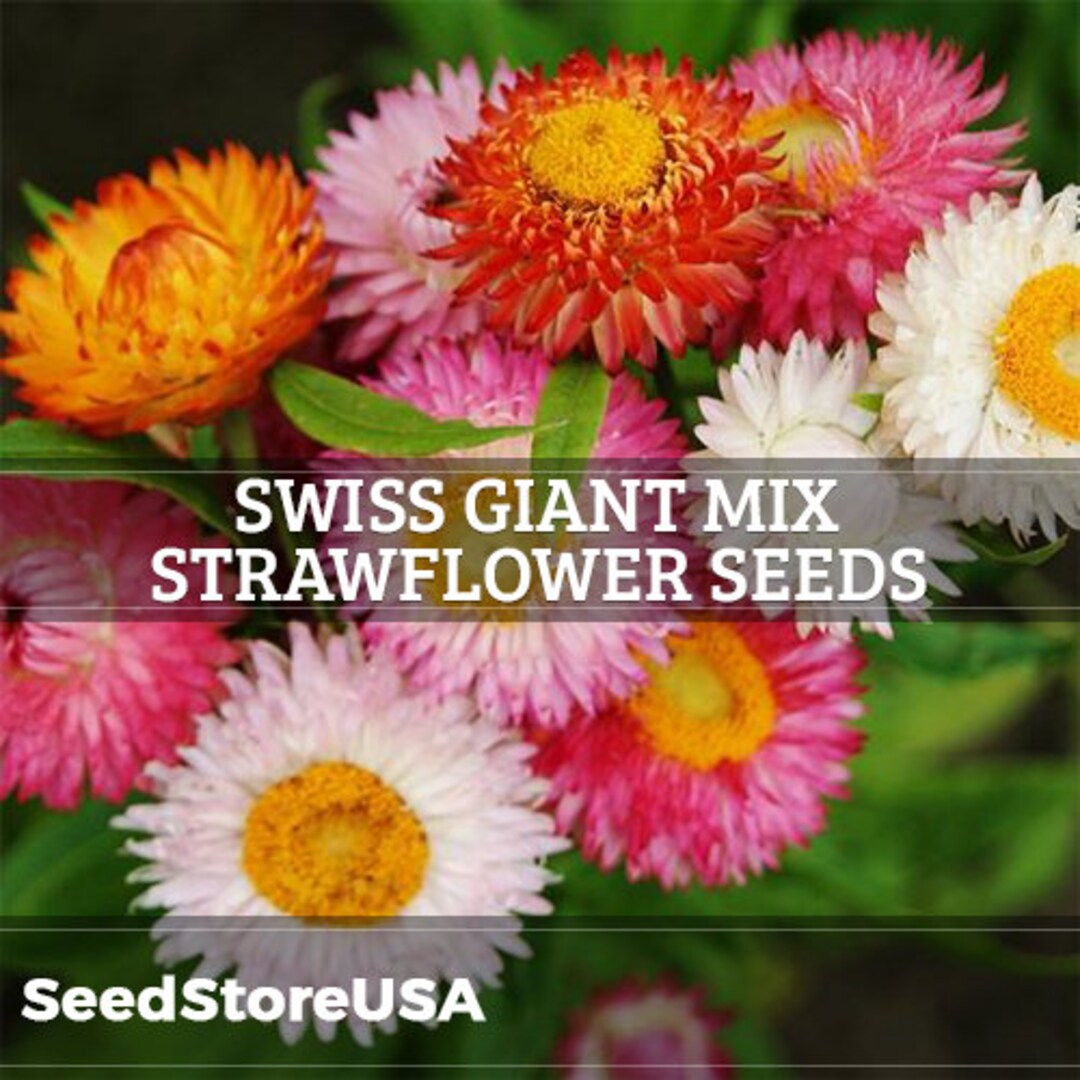 Swiss Giant Mix Strawflower Seeds | Helichrysum Bracteatum | Non-gmo ...