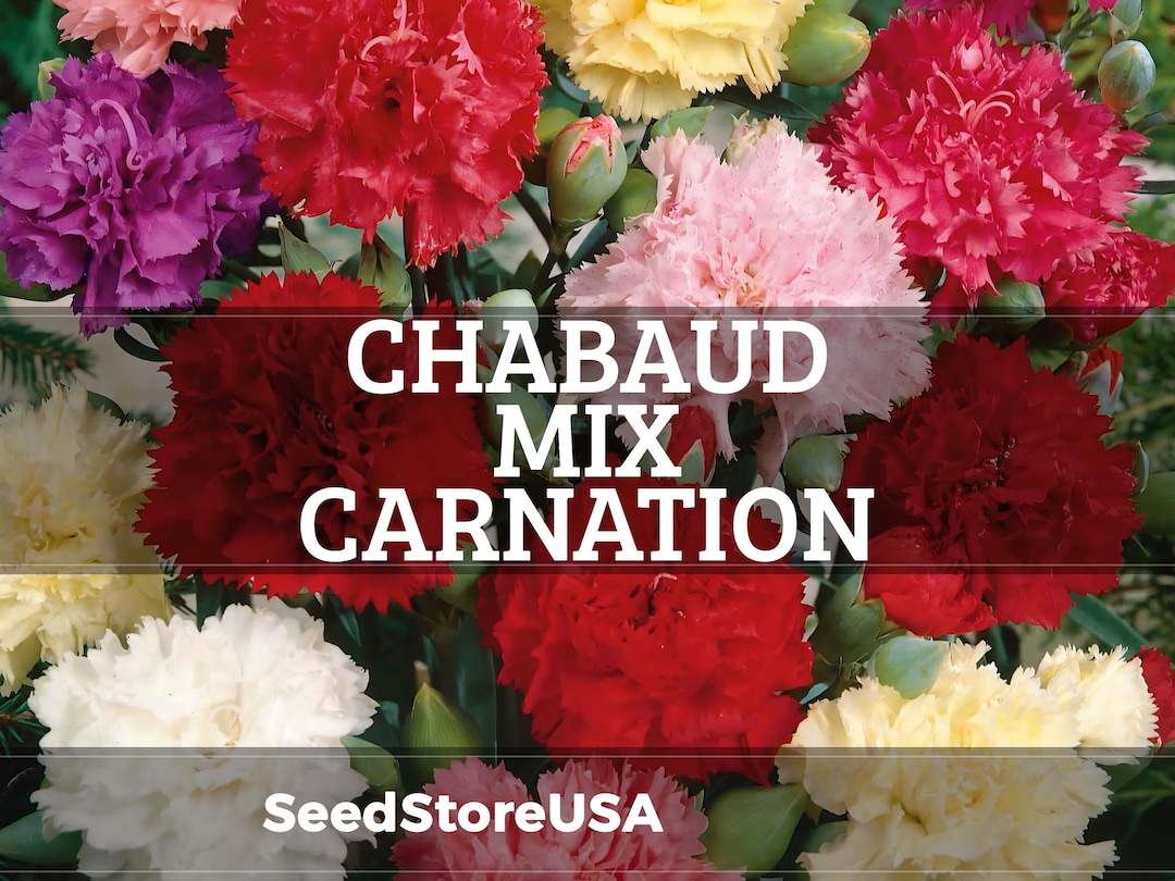 Chabaud Mix Carnation Seeds | Dianthus Caryophyllus | Non-gmo | Flower ...