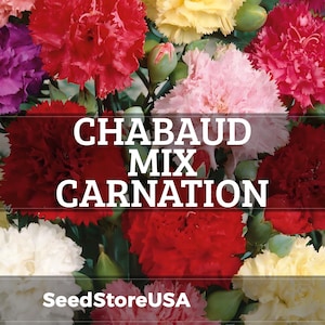Chabaud Mix Carnation Seeds | Dianthus Caryophyllus | Non-gmo | Flower ...