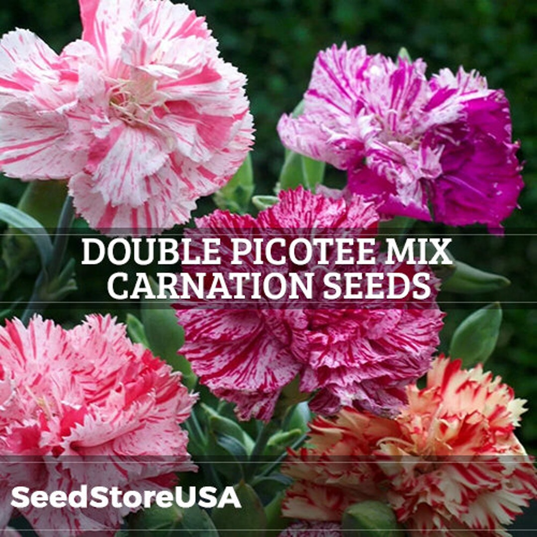 Double Picotee Mix Carnation Seeds | Dianthus Caryophyllus | Non-gmo ...