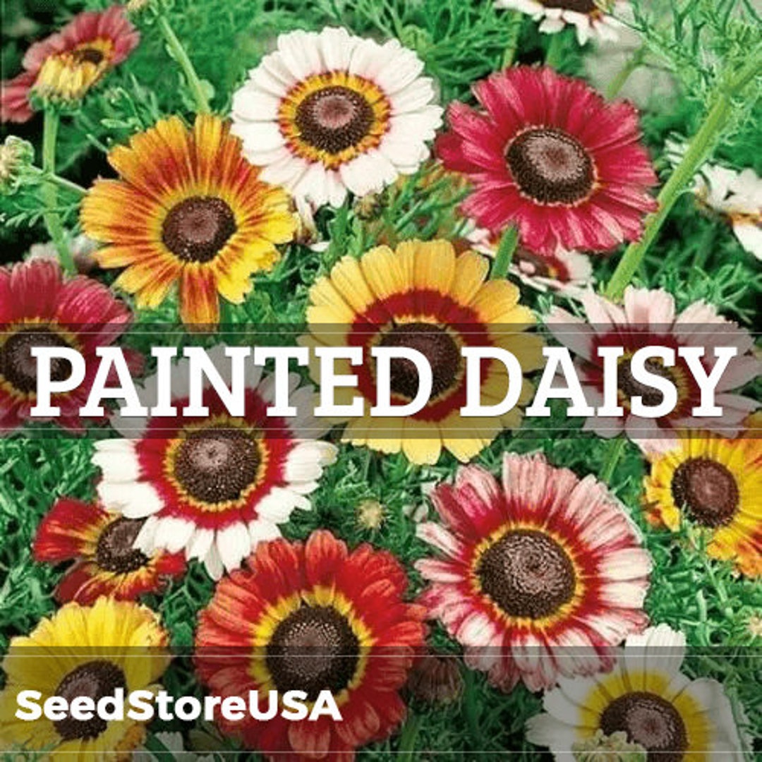 Painted Daisy Seeds | Chrysanthemum Carinatum | Non-gmo | Flower Seeds ...