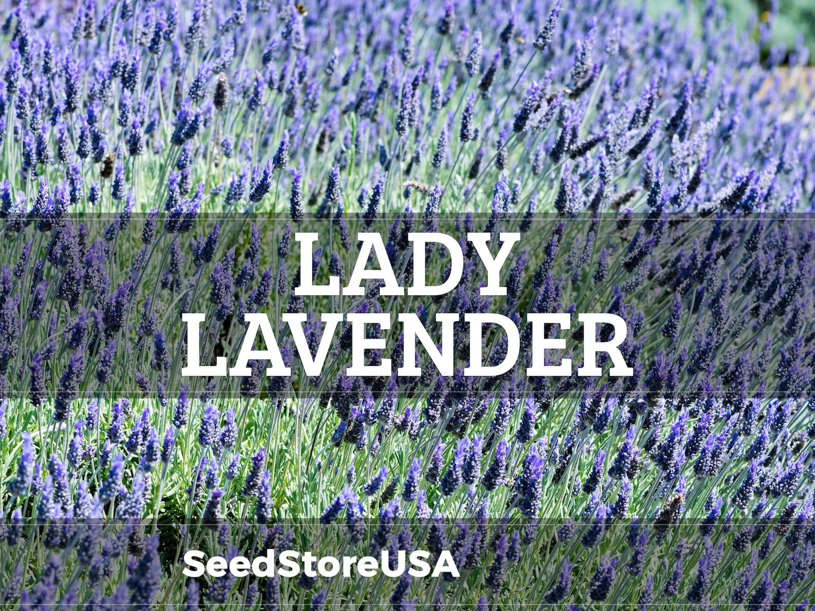Lady Lavender Seeds | Heirloom - Non-gmo | Lavandula Angustifolia ...