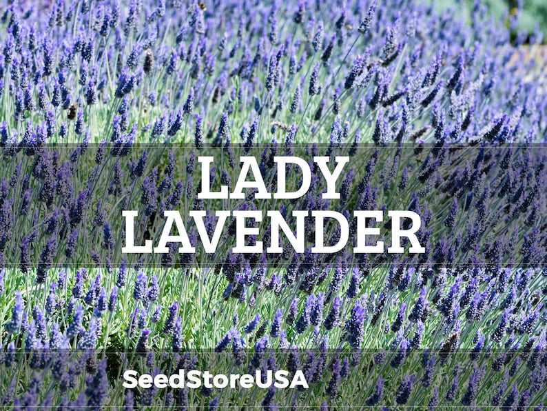 Lady Lavender Seeds | Heirloom - Non-gmo | Lavandula Angustifolia ...