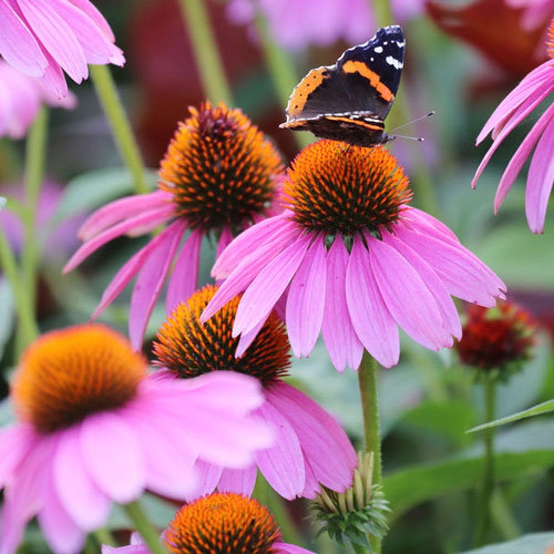 Purple Coneflower Seeds | Echinacea Purpurea | Non-gmo | Flower Seeds ...