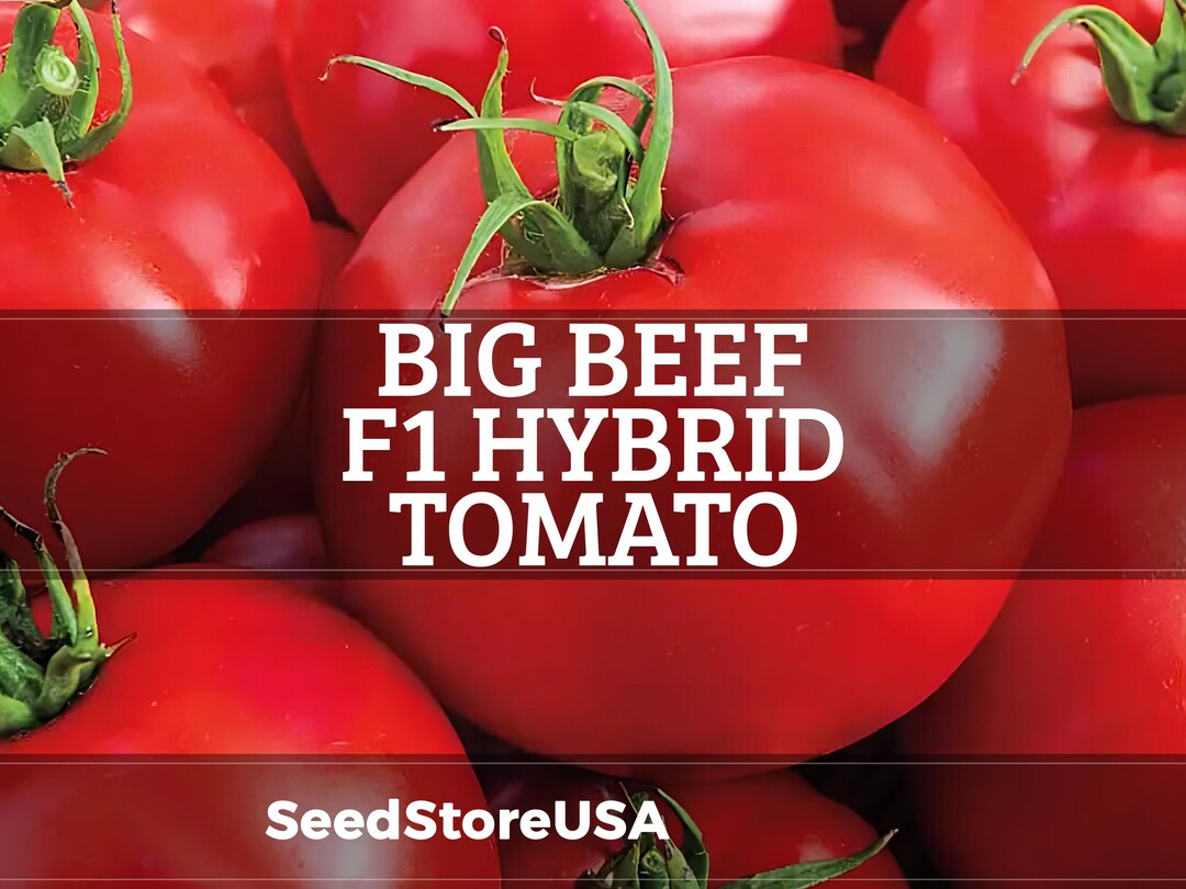 Big Beef Tomato Seeds (F1 Hybrid) | Heirloom - Non-gmo | Solanum ...