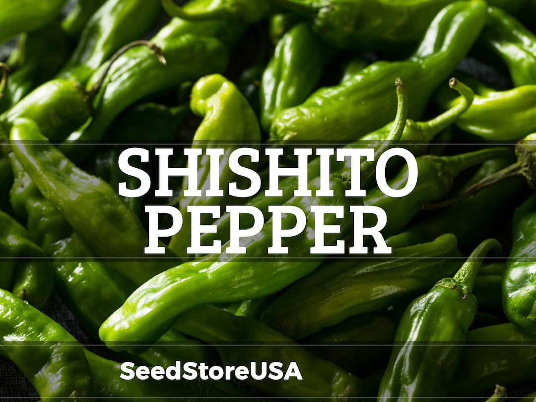 Shishito Pepper Seeds | Heirloom - Non-gmo | Capsicum Annuum ...