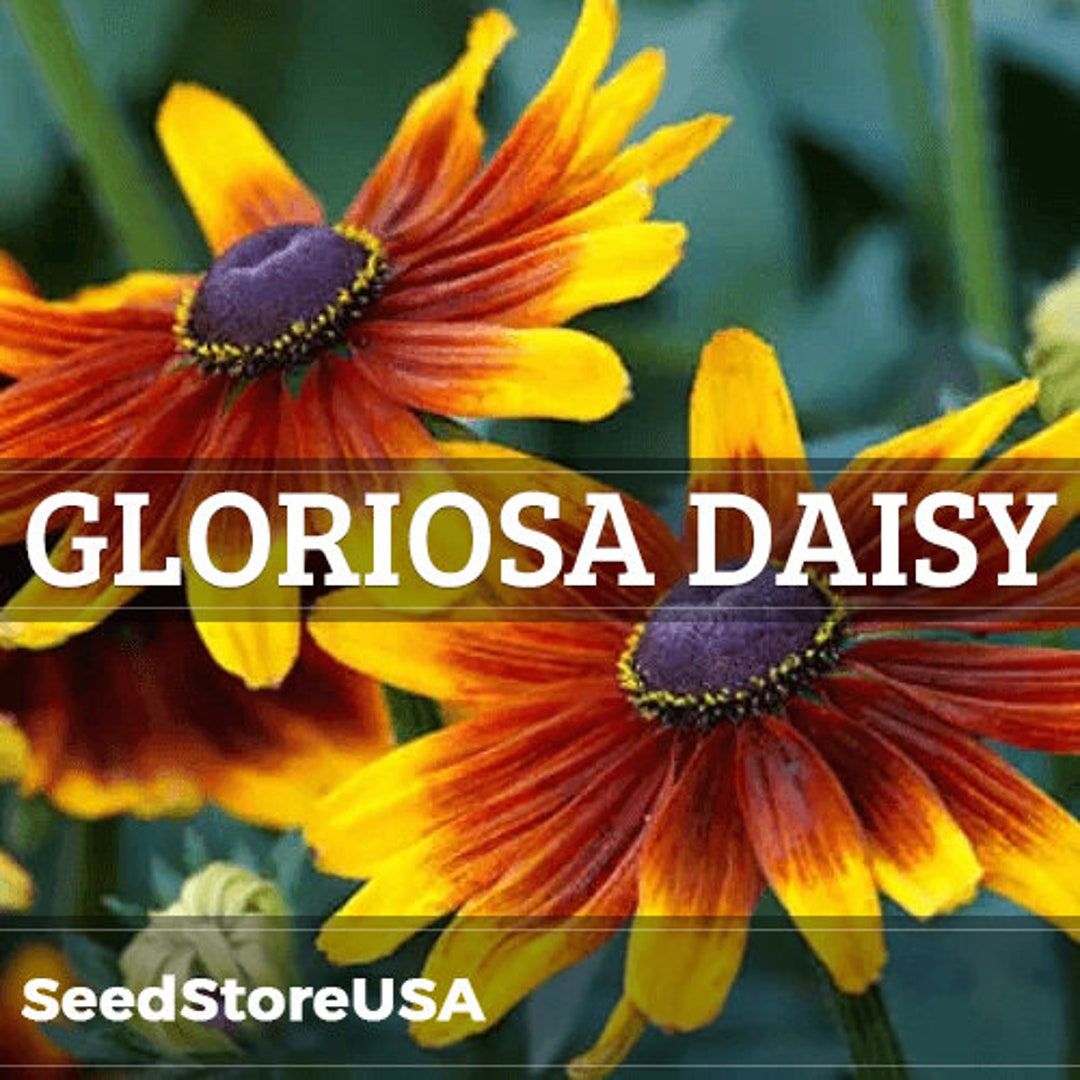 Gloriosa Daisy Seeds | Rudbeckia Hirta | Non-gmo | Flower Seeds | Seed ...