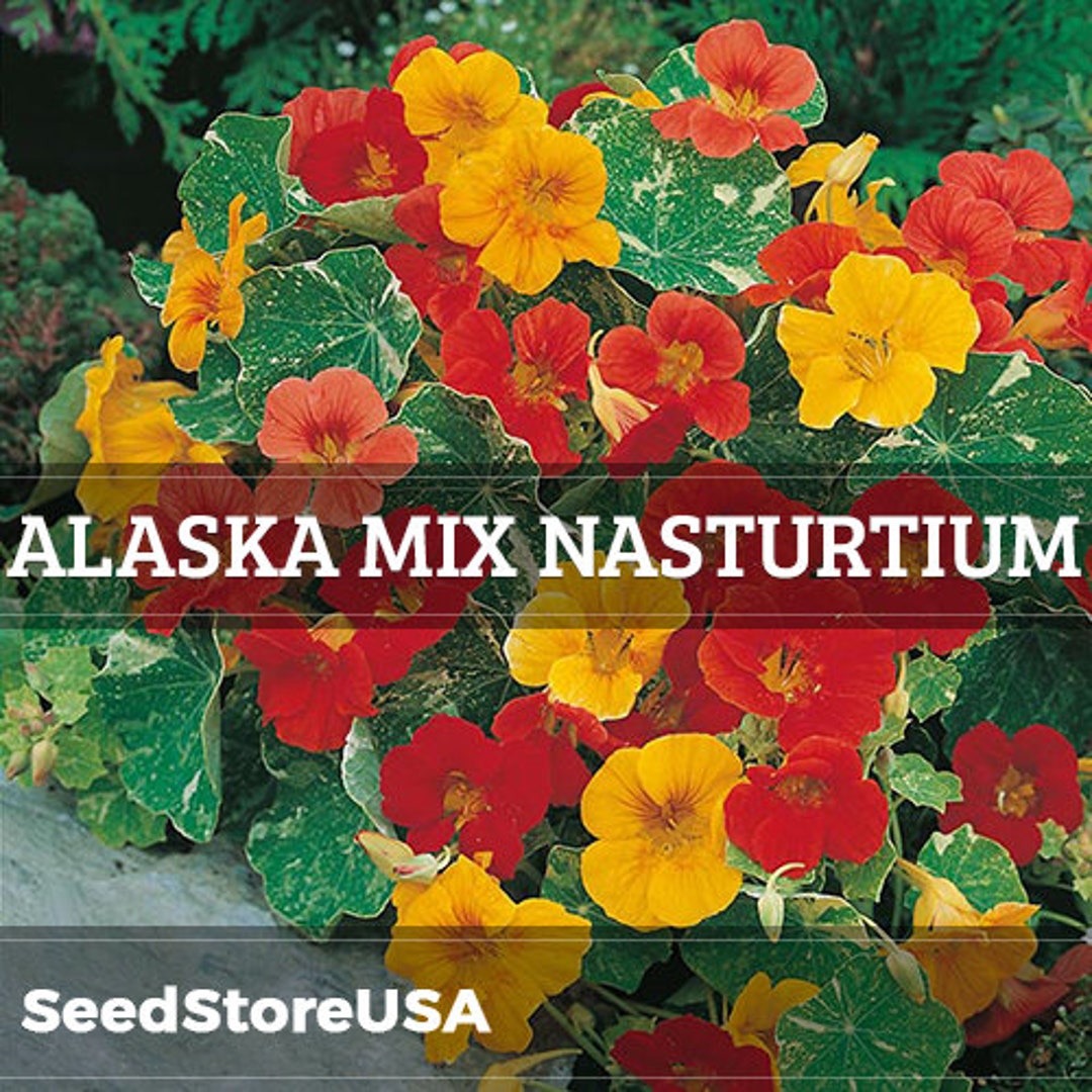 Alaska Mix Nasturtium Seeds | Tropaeolum Minus | Non-gmo | Flower Seeds ...