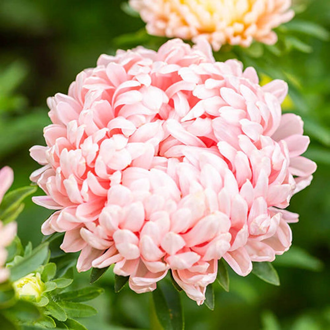 Peony Duchess Apricot Aster Seeds | Callistephus Tall | Non-gmo ...