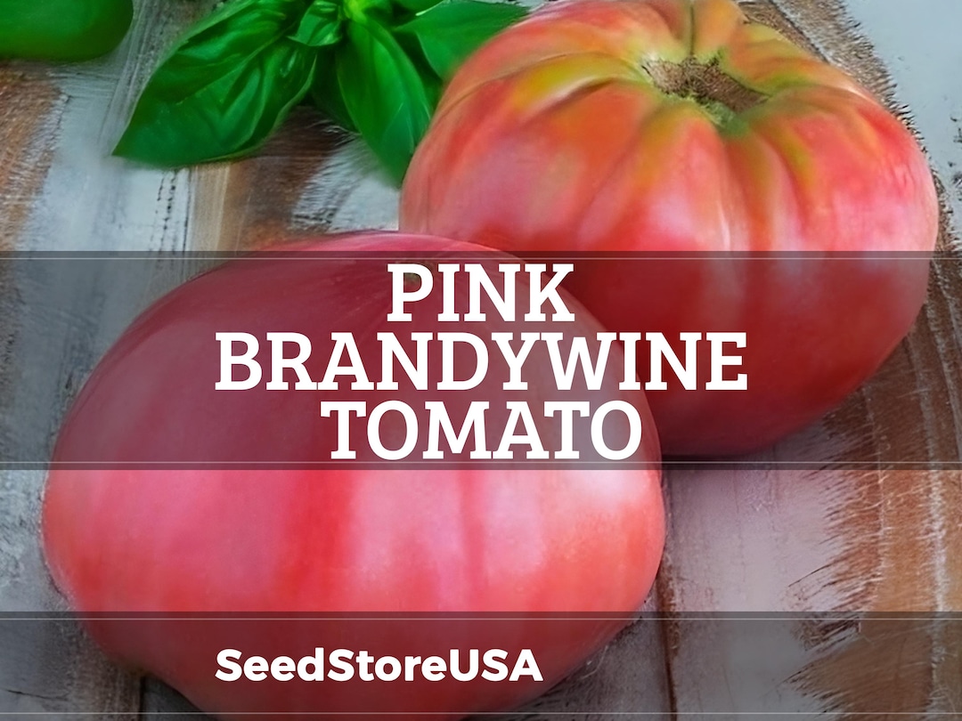 Pink Brandywine Tomato Seeds | Heirloom - Non-gmo | Solanum ...