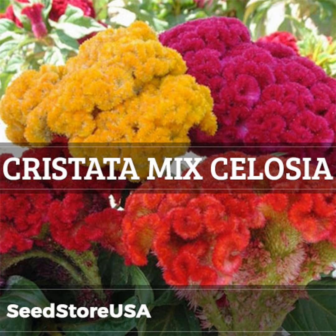Cristata Mix Celosia Seeds | Celosia Cristata | Non-gmo | Flower Seeds ...