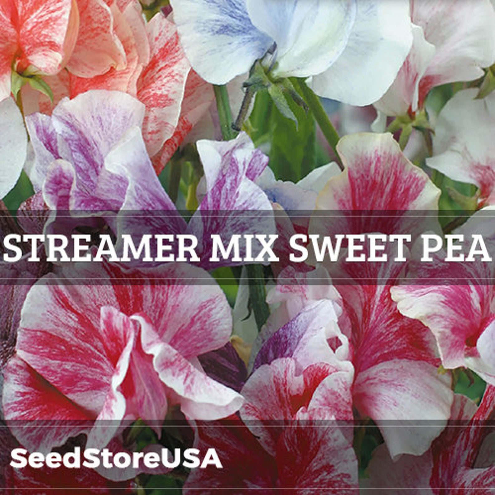 Streamer Mix Sweet Pea Seeds Lathyrus Odoratus Non-gmo Flower Seeds ...