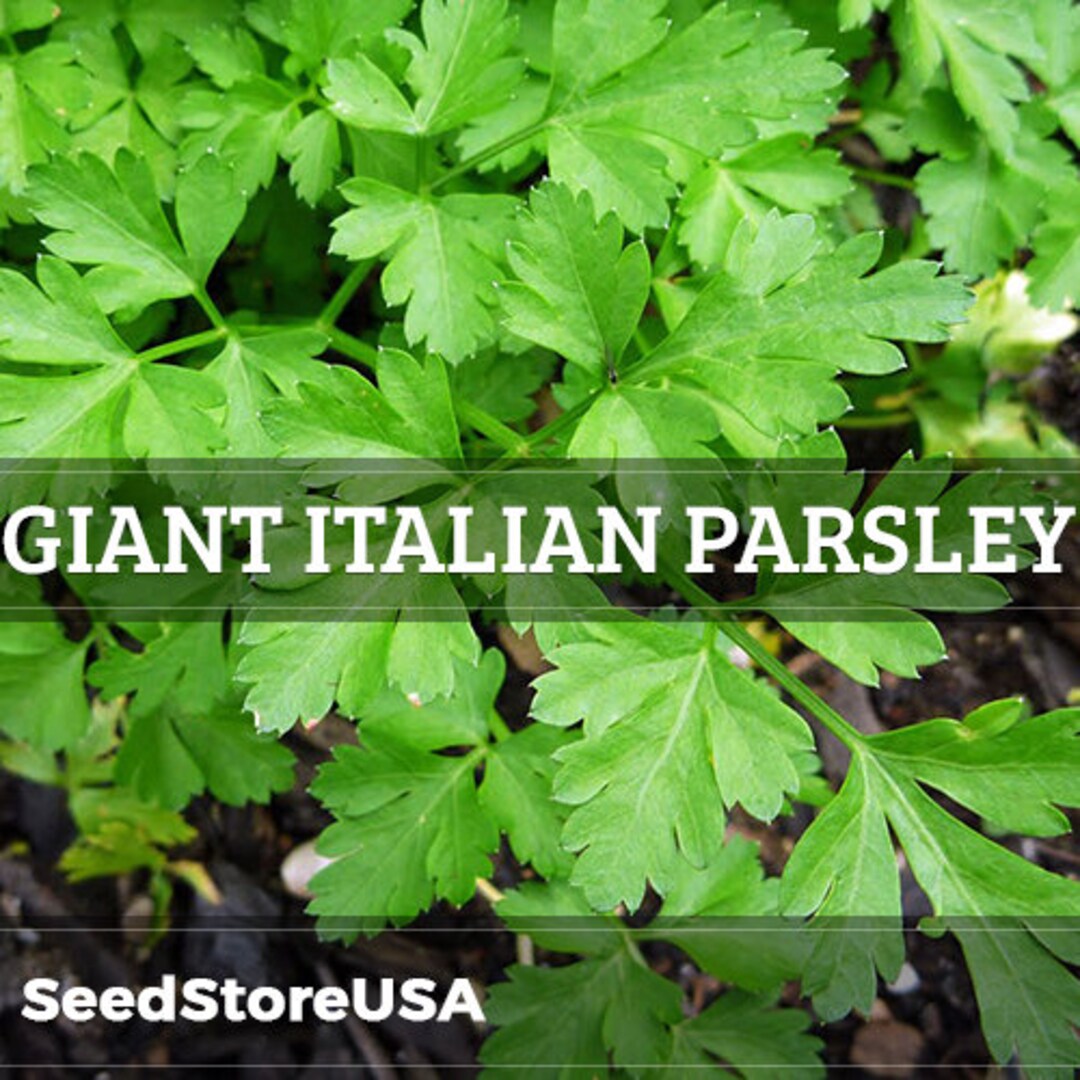 Giant Italian Parsley Seeds | Heirloom - Non-gmo | Petroselinum Crispum | Herb Seeds | Seed ...