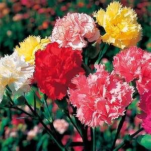 Chabaud Mix Carnation Seeds | Dianthus Caryophyllus | Non-gmo | Flower ...