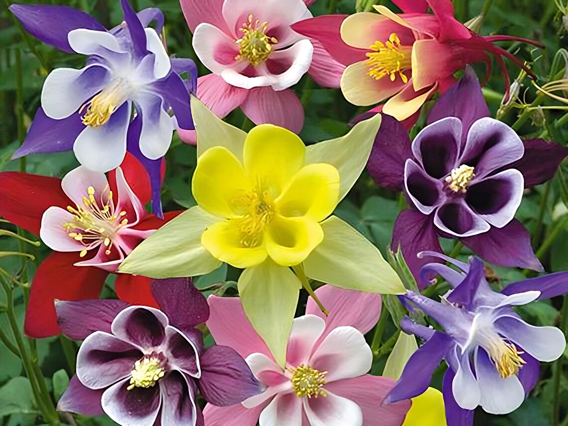 Mckana Giant Mix Columbine Seeds | Aquilegia Hybrida | Non-gmo | Flower ...