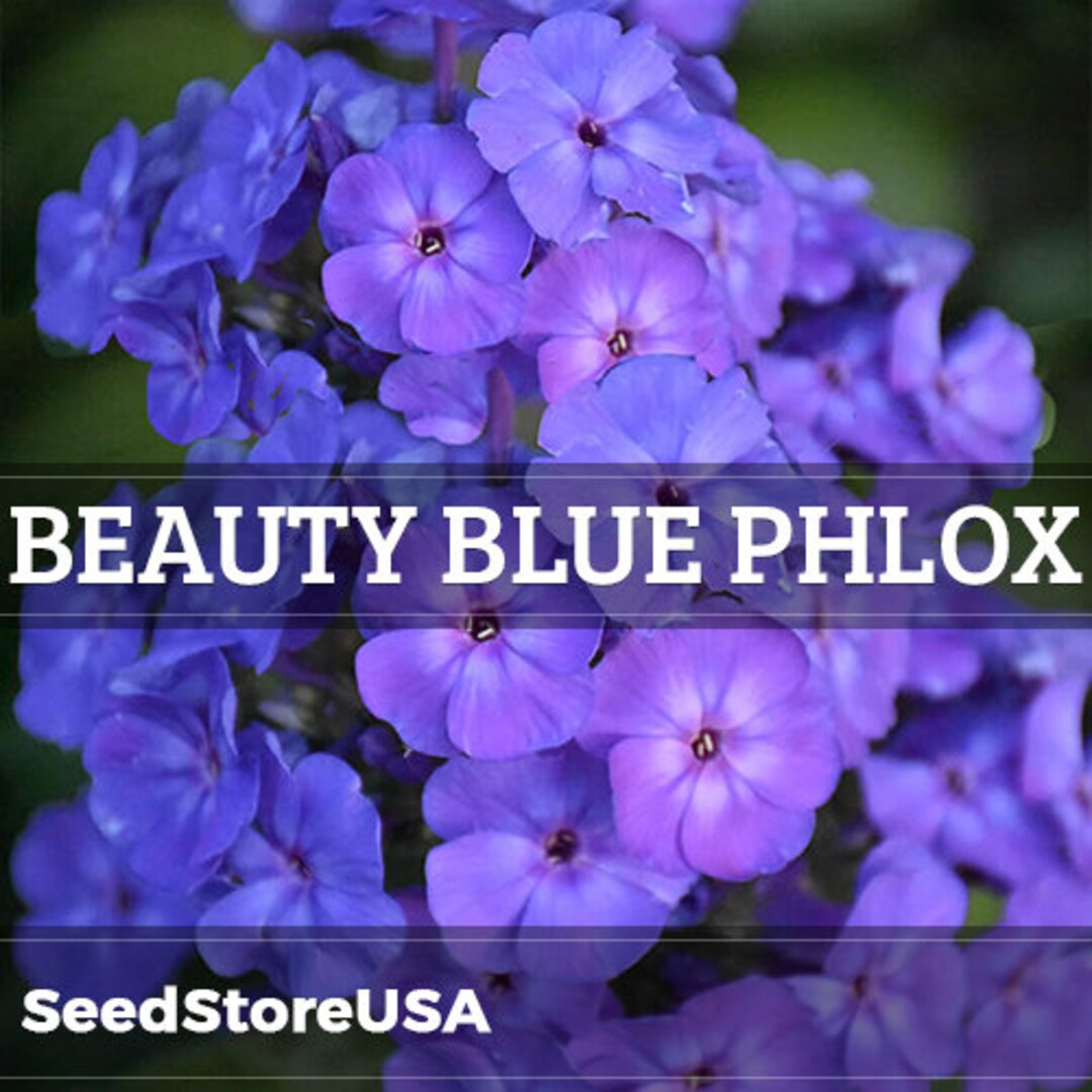 Beauty Blue Phlox Seeds | Phlox Drummondii | Non-gmo | Flower Seeds ...