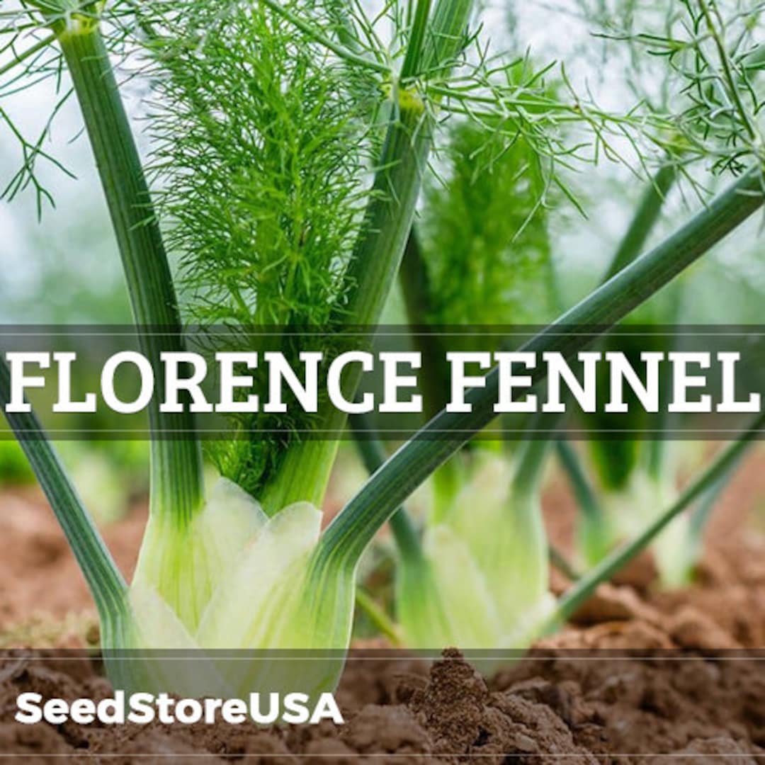 Florence Fennel Seeds | Heirloom - Non-gmo | Foeniculum Vulgare | Herb ...