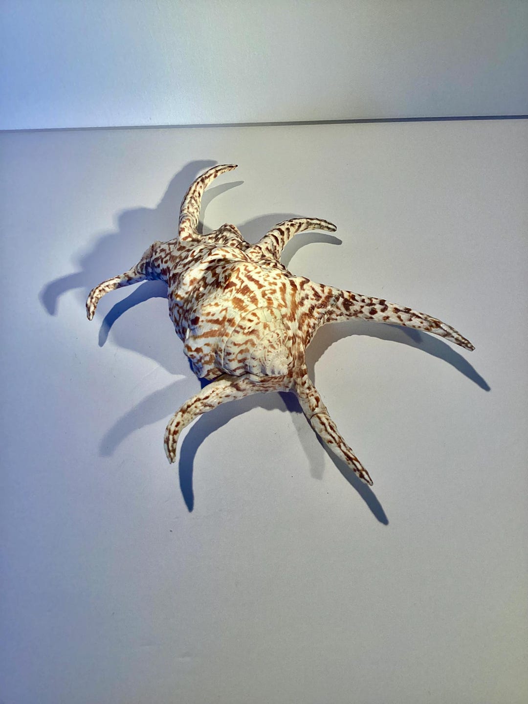 Harpago Spider Conch Shell Lambis Chiragra Seashell Ocean Life Figurine ...