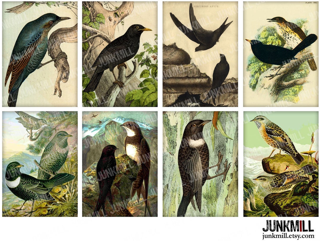 BLACK BIRD Digital Printable Collage Sheet Vintage Ravens, Vintage ...