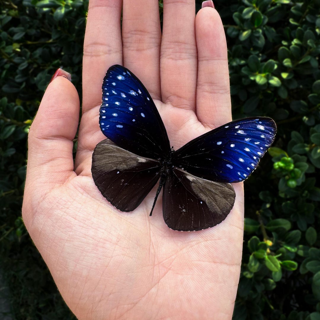 Real Butterfly Specimen, Insect Specimen Gift, Butterfly Specimen ...
