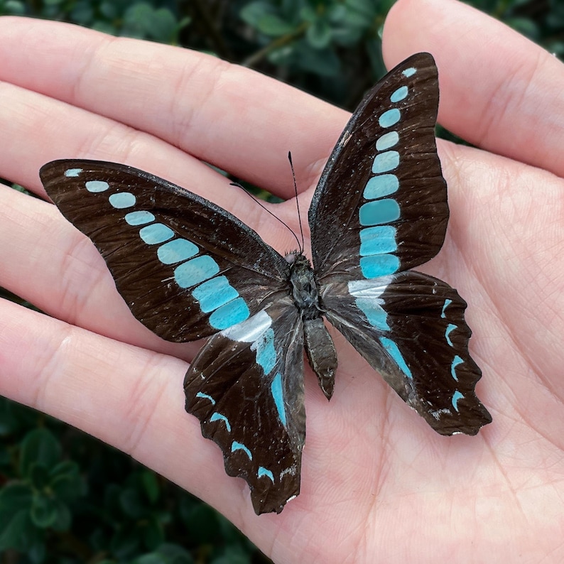 Real Butterfly Specimen, Preserved Butterfly, Spread Butterflies, Blue ...