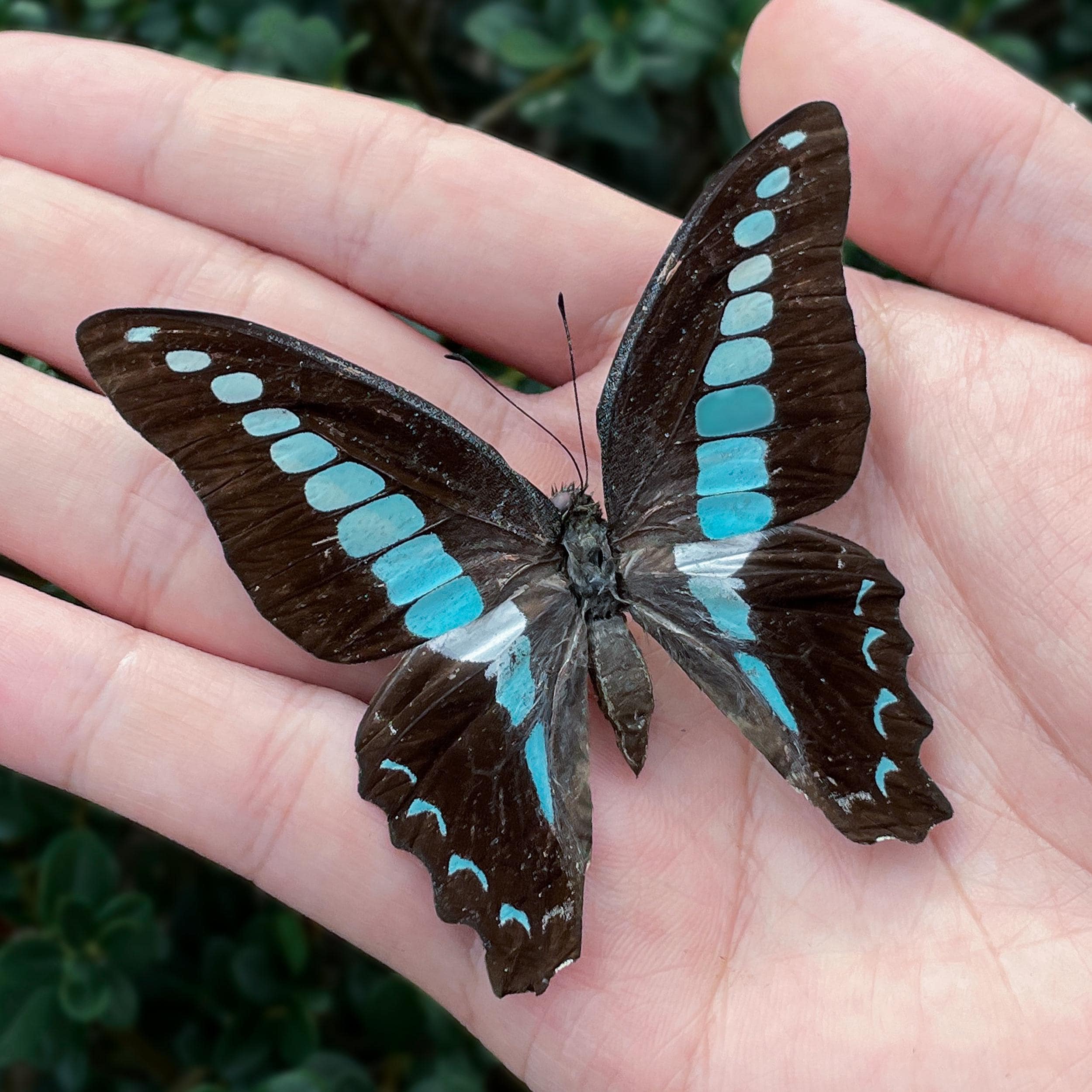 Real Butterfly Specimen, Preserved Butterfly, Spread Butterflies, Blue ...