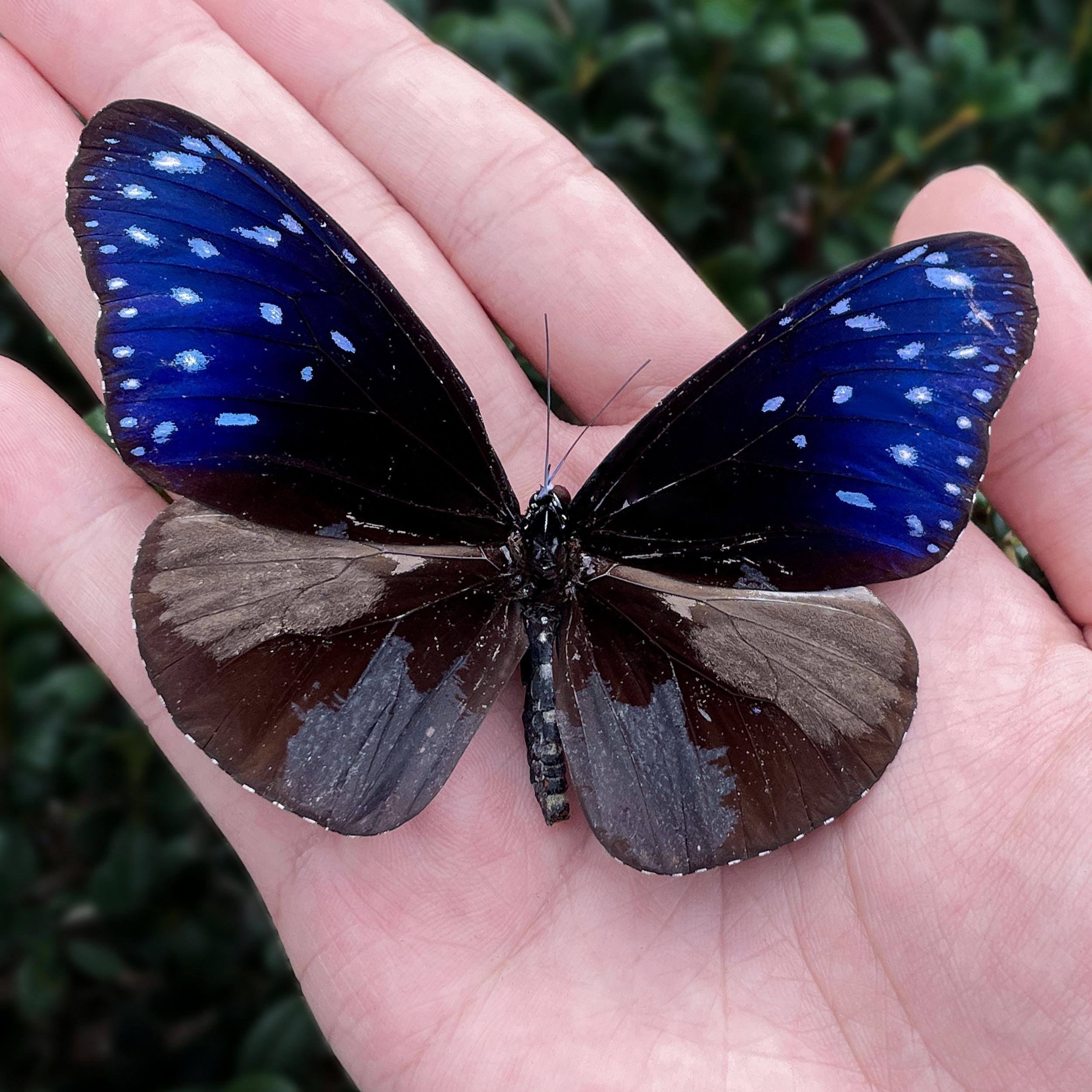 Real Butterfly Specimen, Preserved Butterfly, Spread Butterflies, Blue ...
