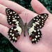 Real Butterfly Specimen, Preserved Butterfly, Spread Butterflies, Blue ...