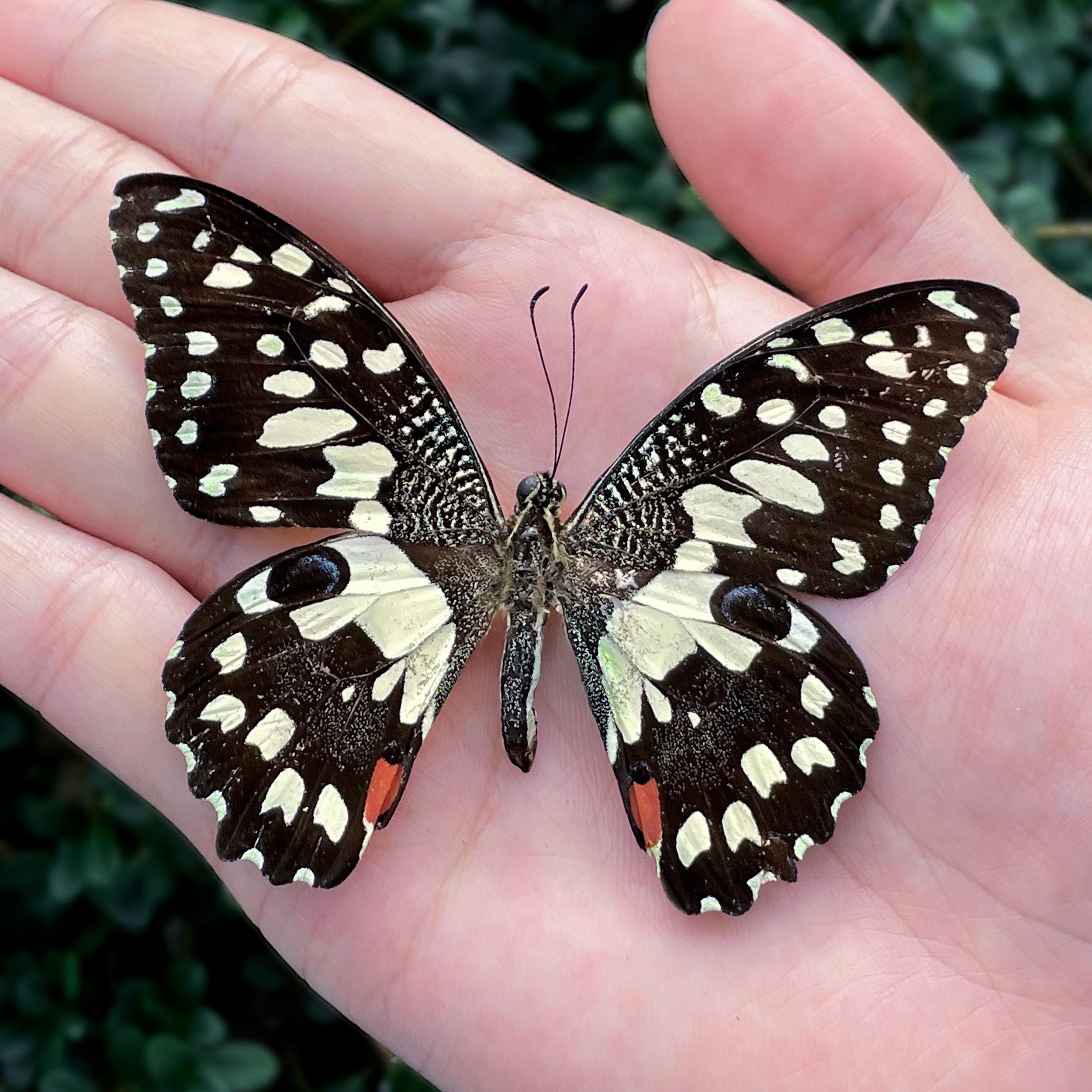 Real Butterfly Specimen, Preserved Butterfly, Spread Butterflies, Blue ...
