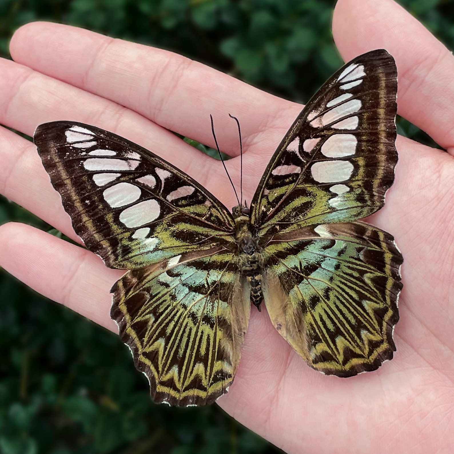 Real Butterfly Specimen, Preserved Butterfly, Spread Butterflies, Blue ...